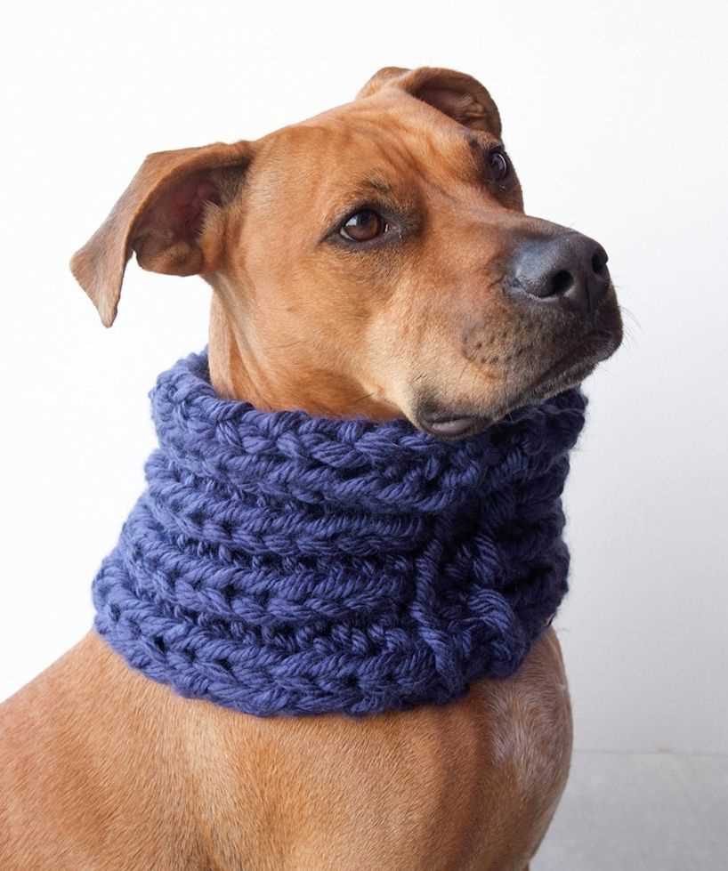 Cozy Canine: Knit Your Pooch a Warm Scarf with This Easy Pattern