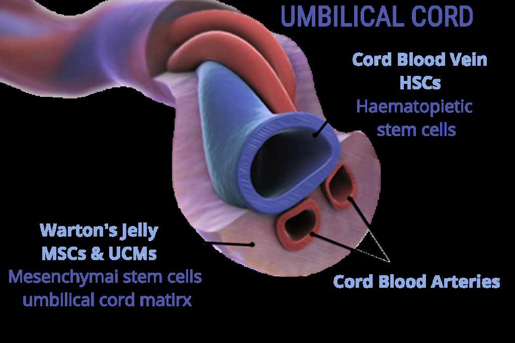 Creating Unique and Stylish Umbilical Cord Ties with Knitting