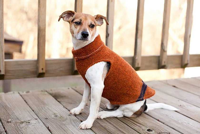 Knit Your Own Jack Russell with this Free Pattern