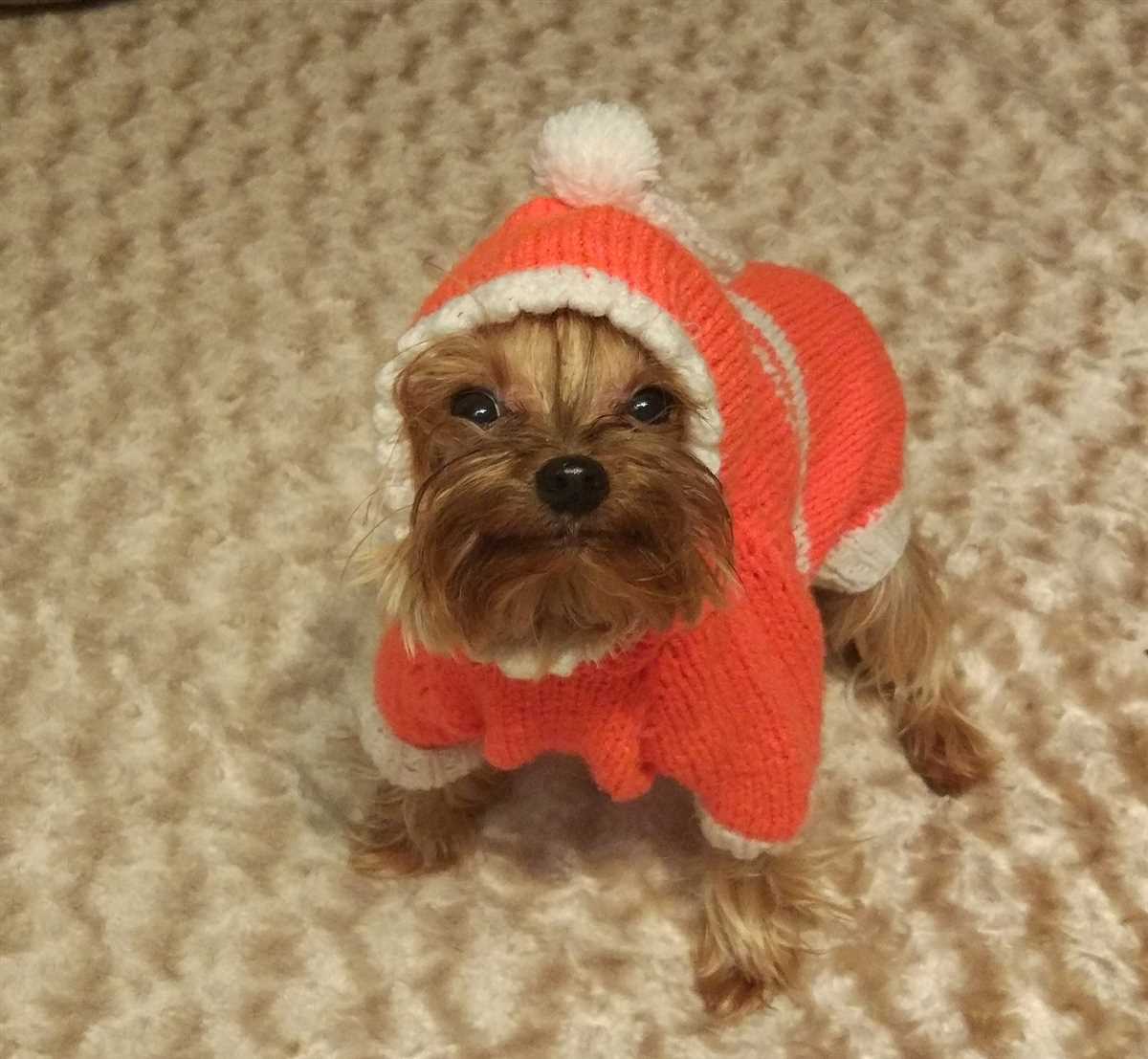 Cozy Yorkie Knitting Patterns for Free